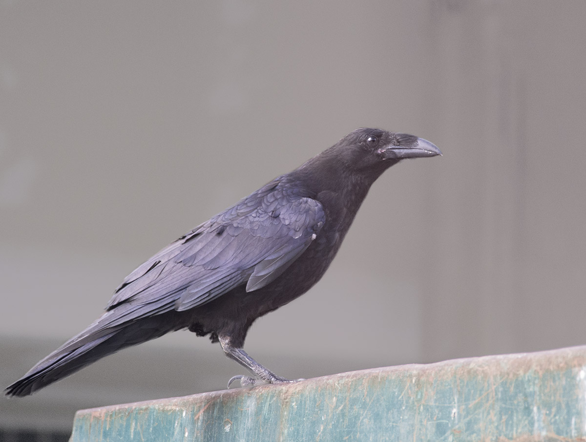 wildlife adaptation | The Urban Nature Enthusiast