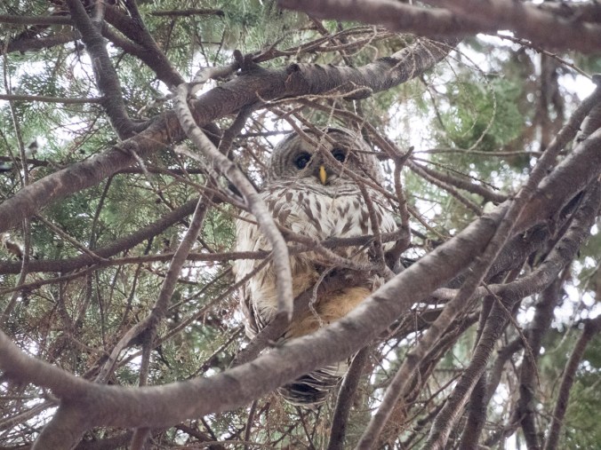 Corvid Behaviour | The Urban Nature Enthusiast