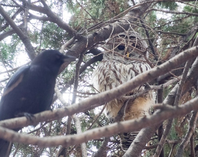 Corvid Behaviour | The Urban Nature Enthusiast