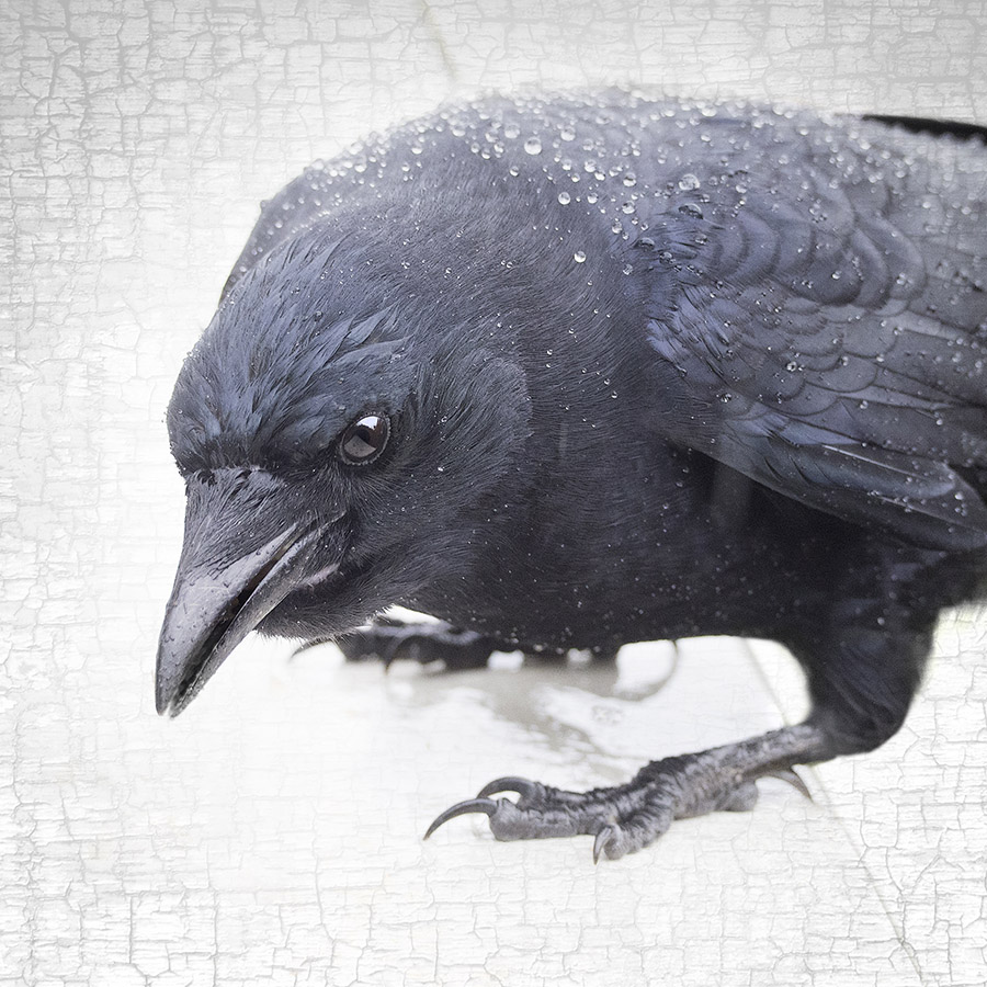 OLYMPUS DIGITAL CAMERA | The Urban Nature Enthusiast