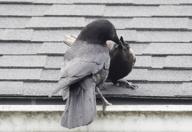 Crow Nesting Behaviour | The Urban Nature Enthusiast