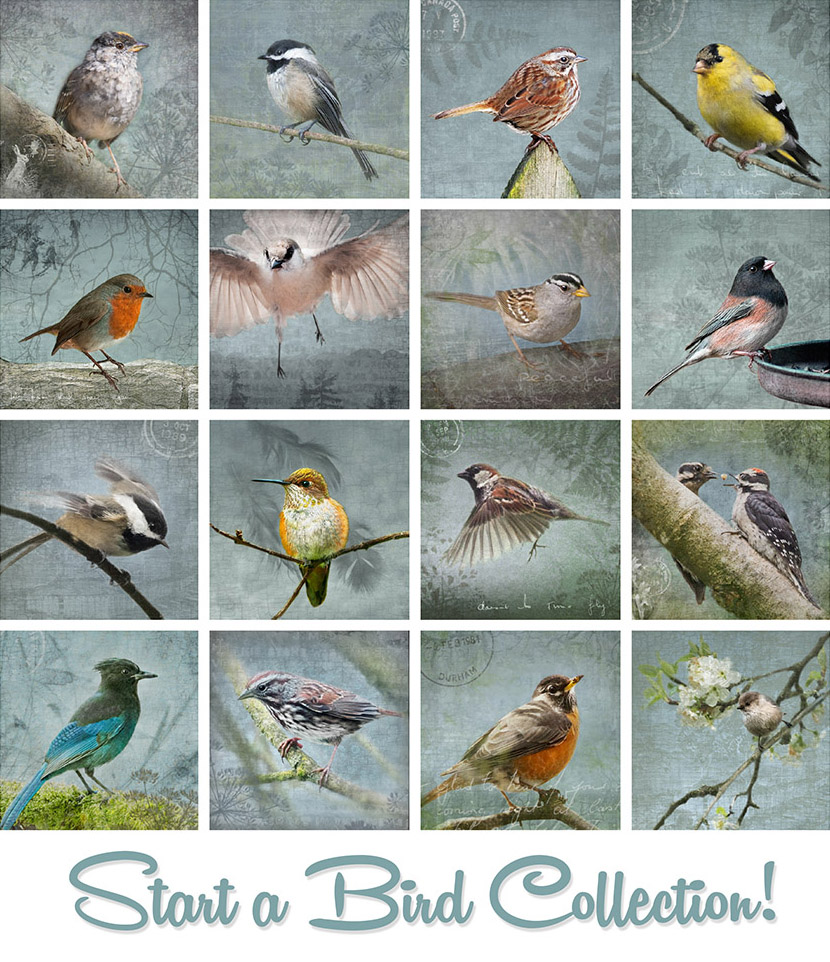 Baby Chickadees Everywhere | The Urban Nature Enthusiast