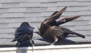 Crow Nesting Behaviour | The Urban Nature Enthusiast
