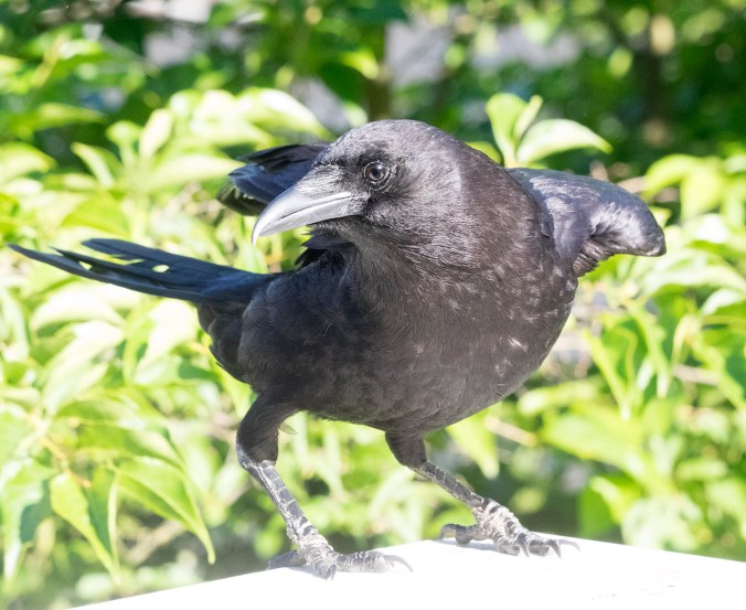 Crow Nesting Behaviour | The Urban Nature Enthusiast