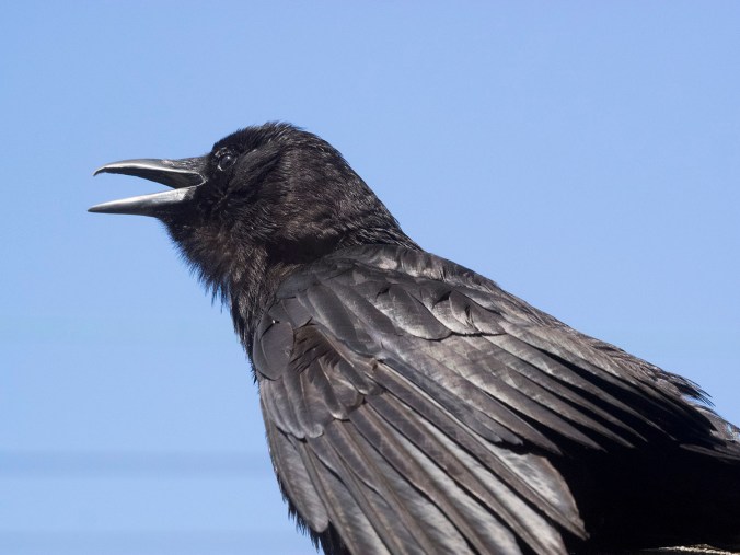 Crow Nesting Behaviour | The Urban Nature Enthusiast