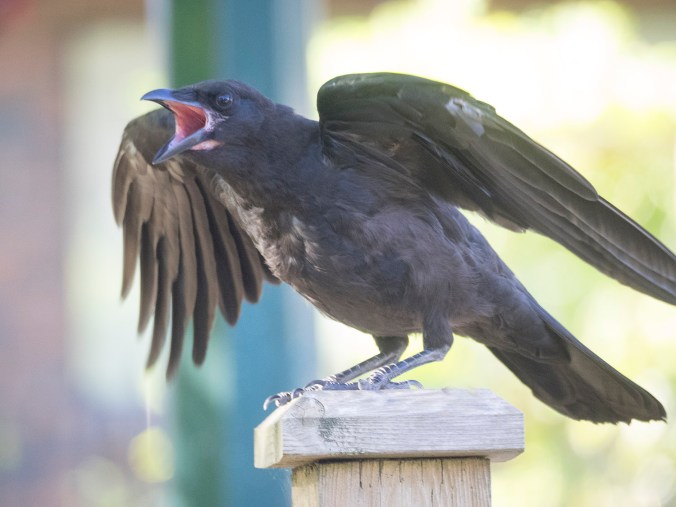 crow fledglings | The Urban Nature Enthusiast