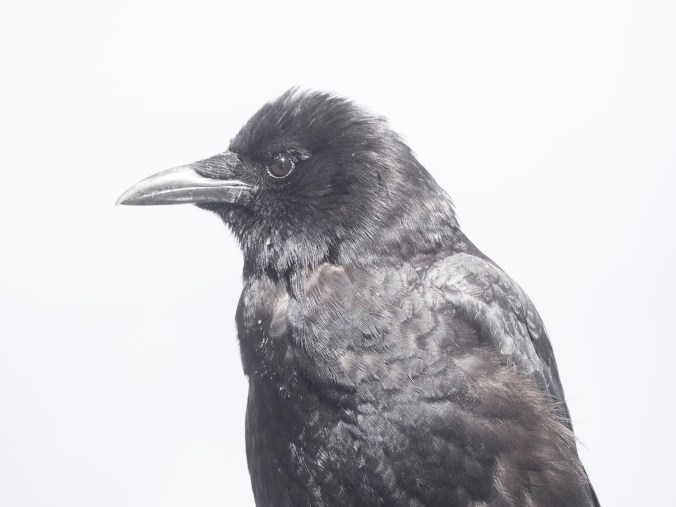 crow fledglings | The Urban Nature Enthusiast