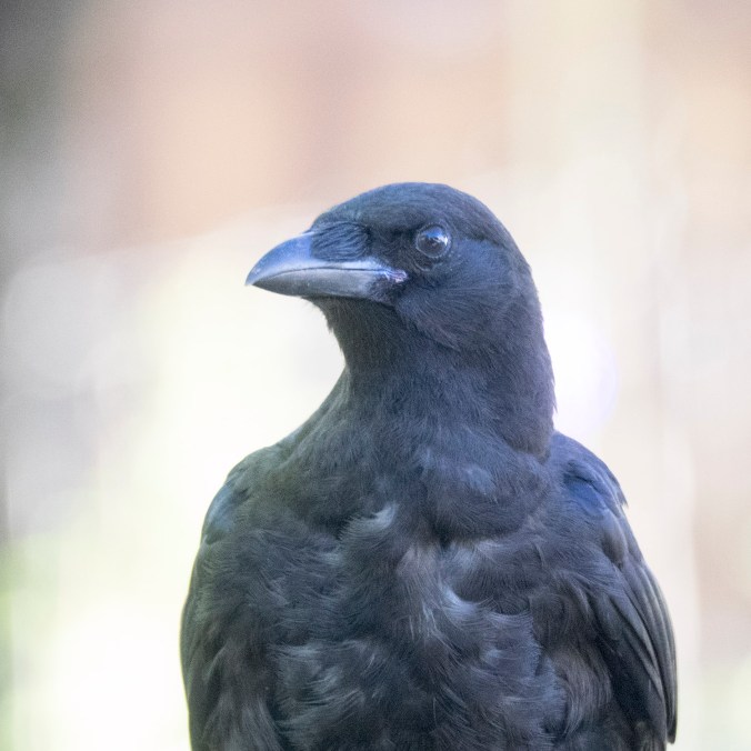 crow fledglings | The Urban Nature Enthusiast