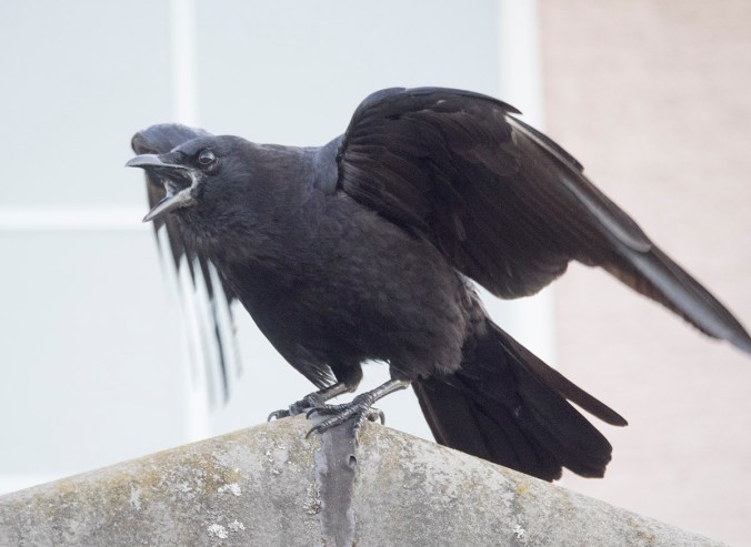 Crowpocalypse 2015 | The Urban Nature Enthusiast