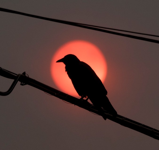 crow fledglings | The Urban Nature Enthusiast