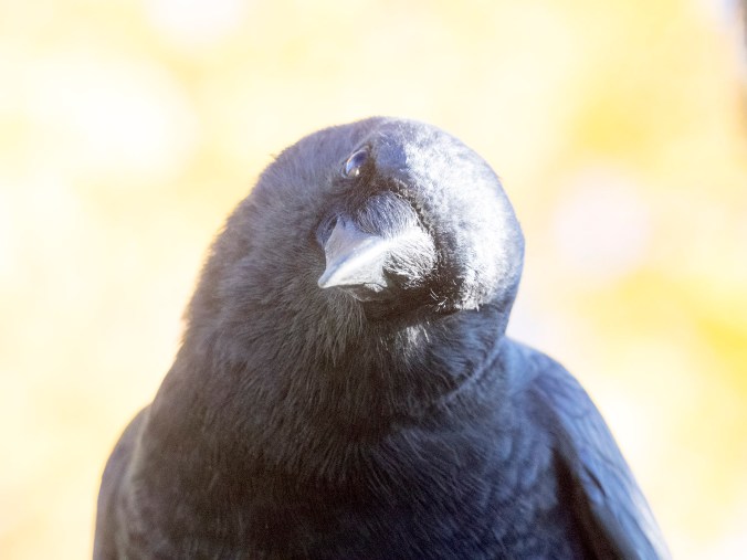 Corvid Behaviour | The Urban Nature Enthusiast