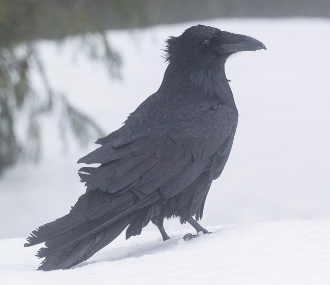 Crows and Ravens | The Urban Nature Enthusiast