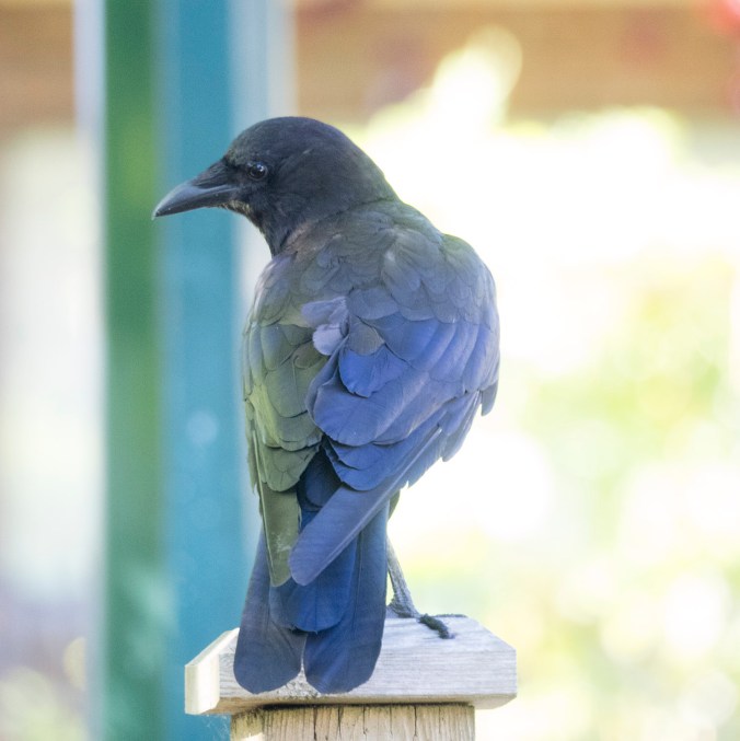 The Colour of Crows | The Urban Nature Enthusiast