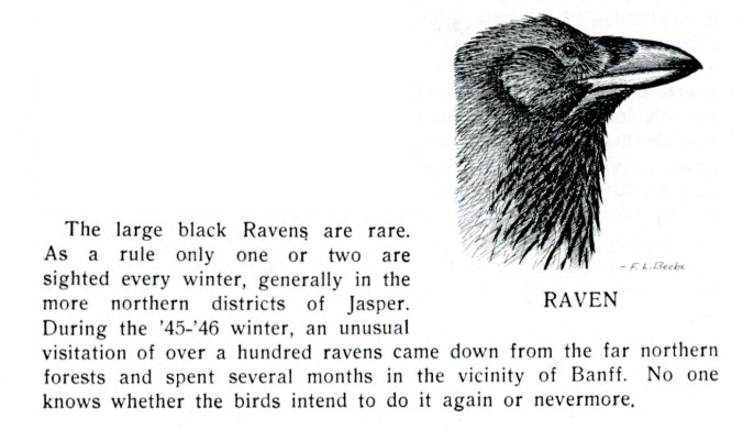 Crows and Ravens | The Urban Nature Enthusiast