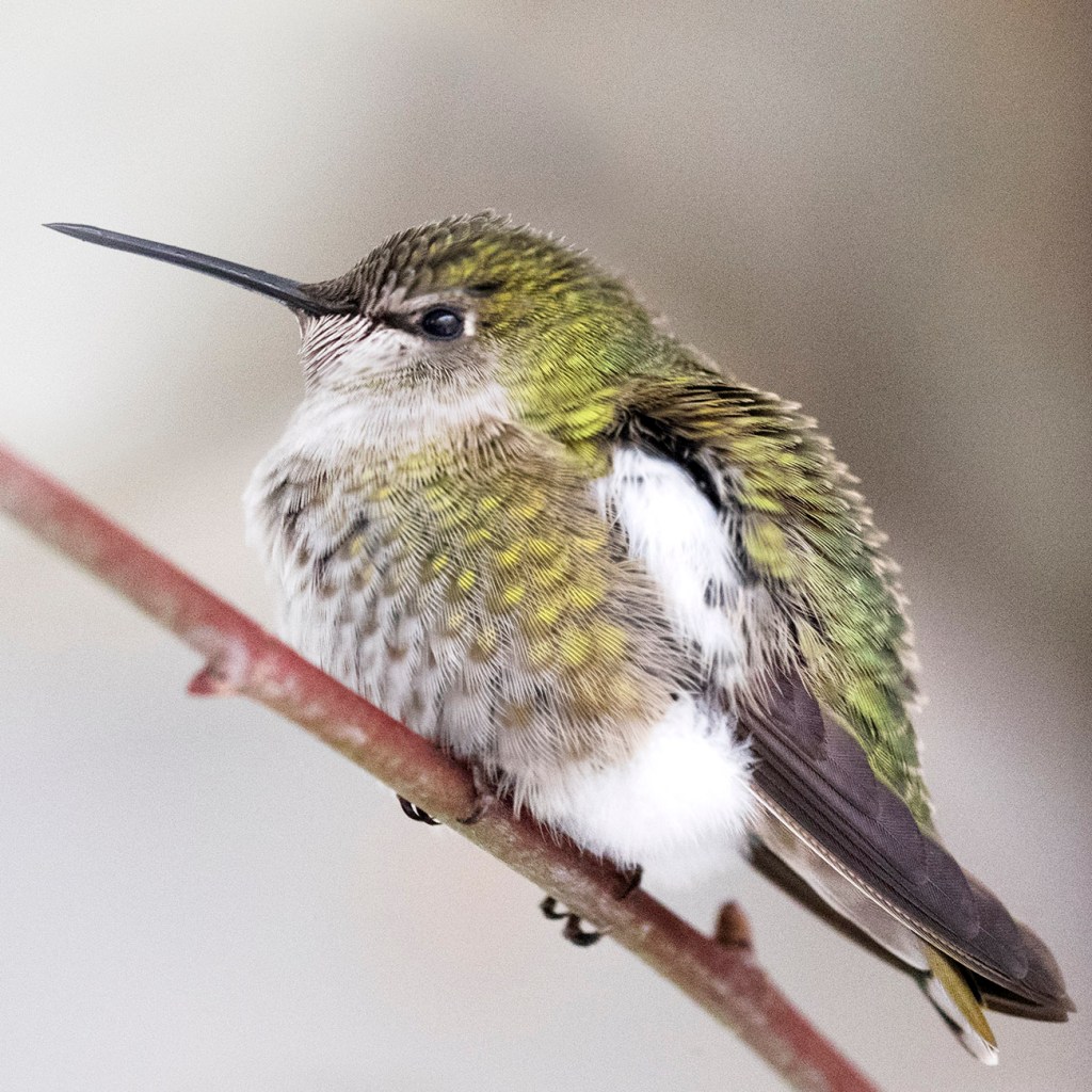 Winter Hummingbird | The Urban Nature Enthusiast