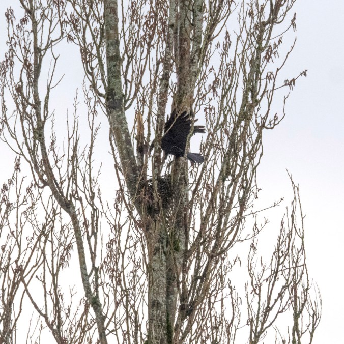 Crow Nesting Behaviour | The Urban Nature Enthusiast
