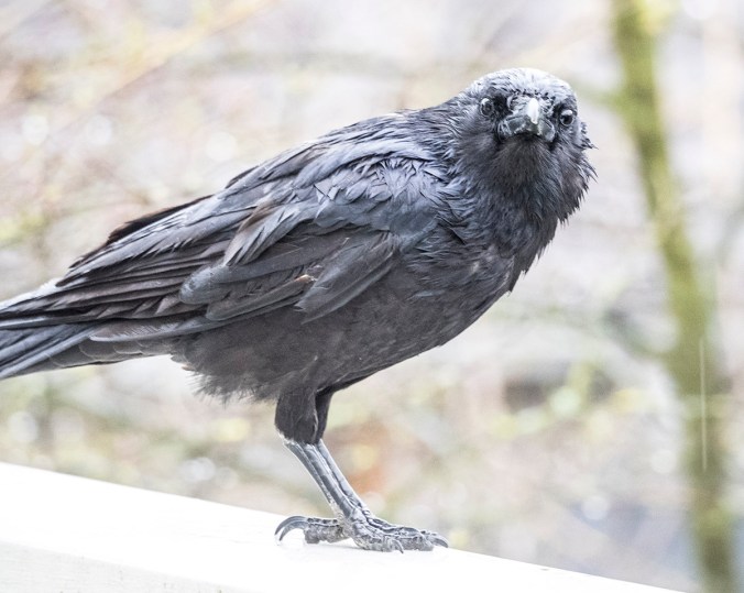 Crow Nesting Behaviour | The Urban Nature Enthusiast