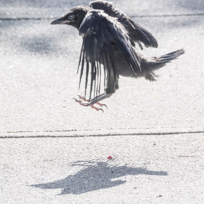Real Baby Crows of East Van | The Urban Nature Enthusiast