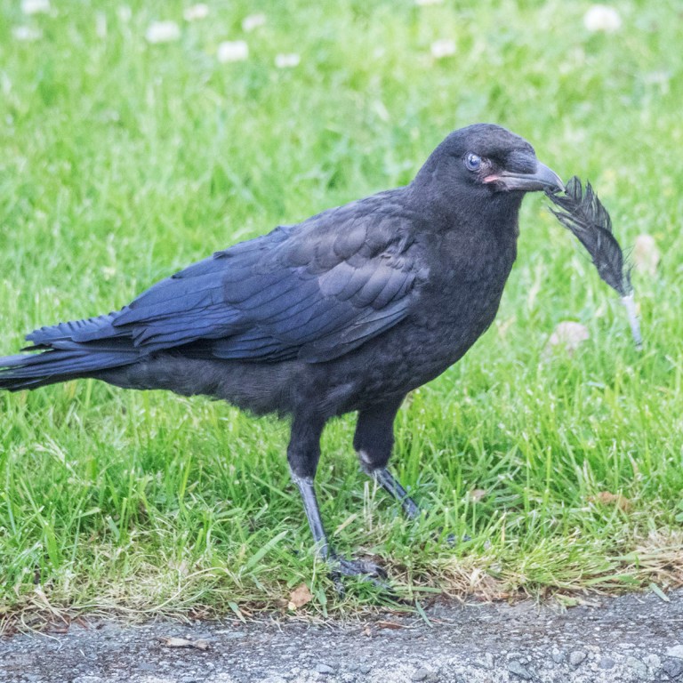 Real Baby Crows of East Van | The Urban Nature Enthusiast