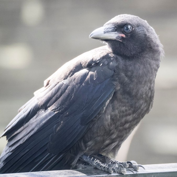 Real Baby Crows of East Van | The Urban Nature Enthusiast