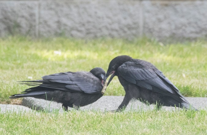 Real Baby Crows of East Van | The Urban Nature Enthusiast