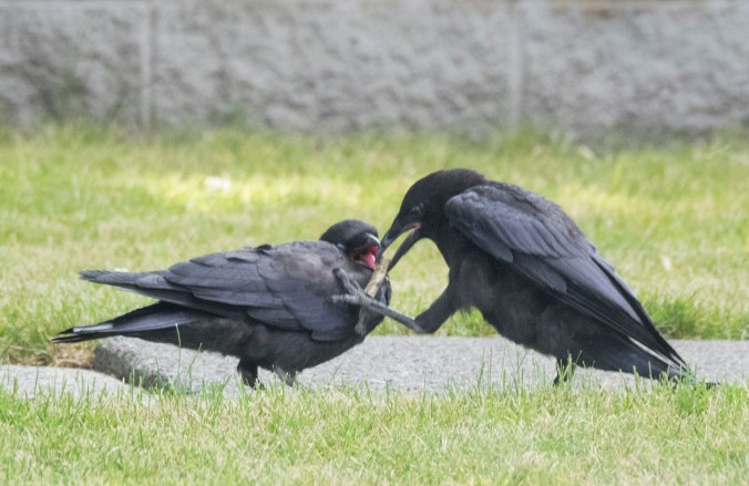 Real Baby Crows of East Van | The Urban Nature Enthusiast