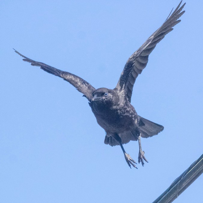Real Baby Crows of East Van | The Urban Nature Enthusiast