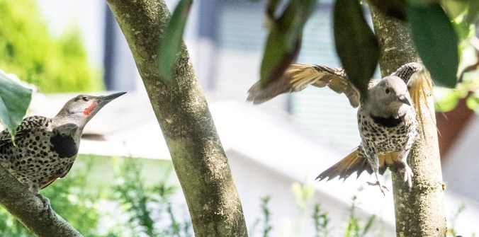 juvenile northern flicker | The Urban Nature Enthusiast
