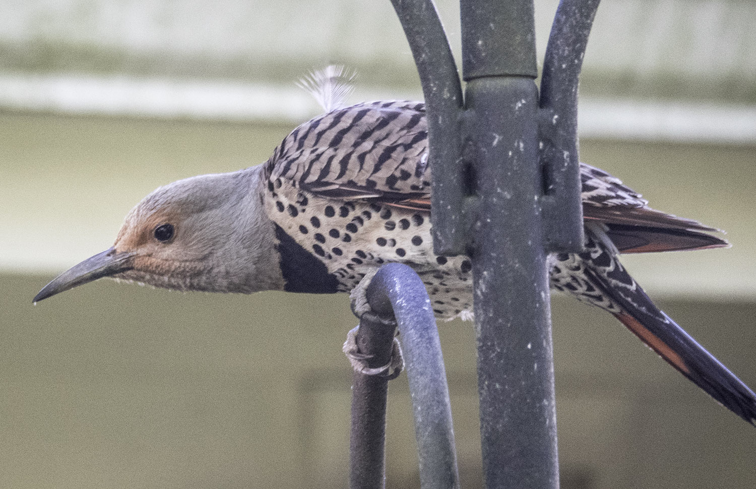 Flicker Family Saga – Part One | The Urban Nature Enthusiast