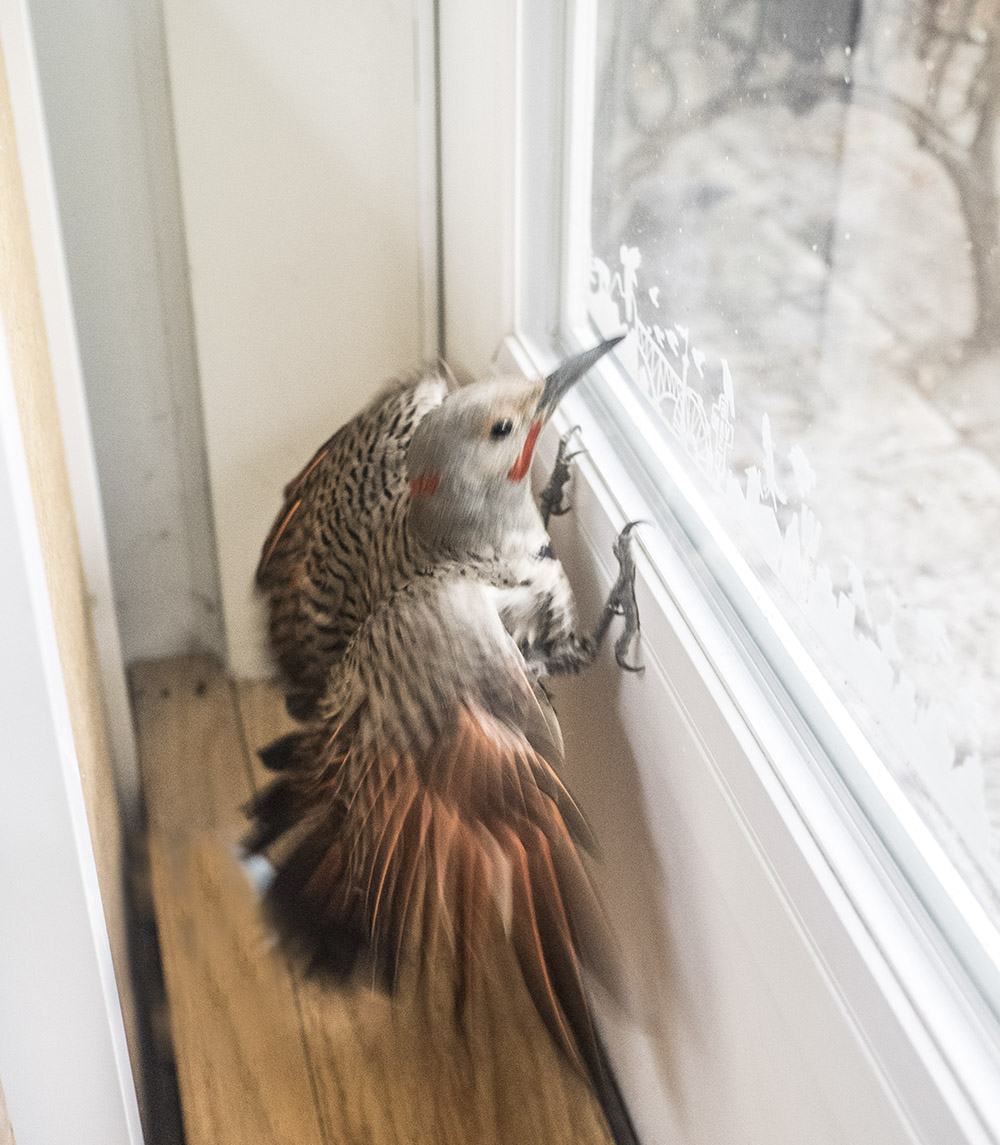 Flicker Family Saga – Part One | The Urban Nature Enthusiast