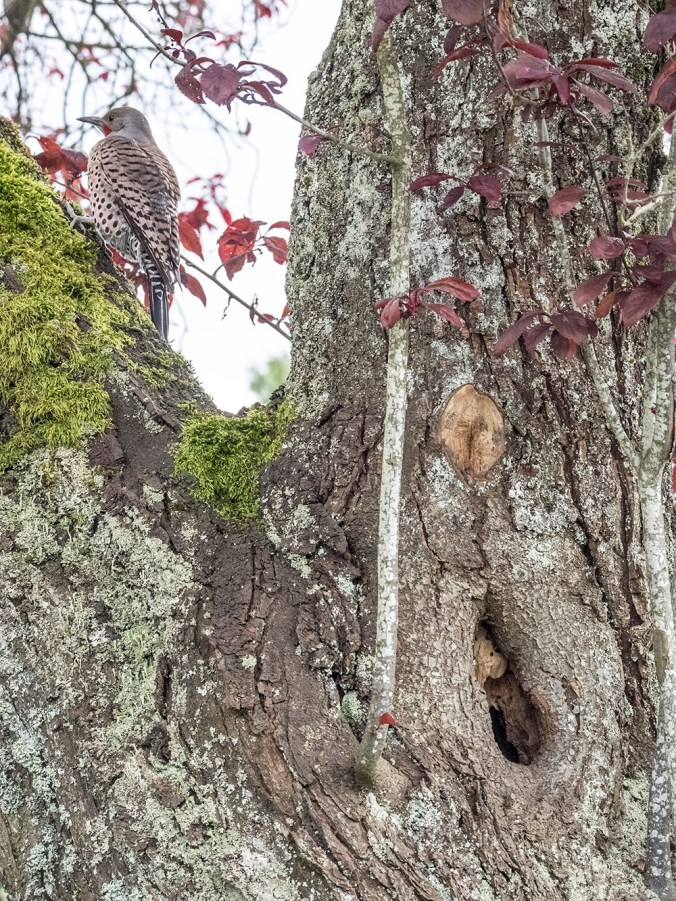 Flicker Family Saga – Part One | The Urban Nature Enthusiast