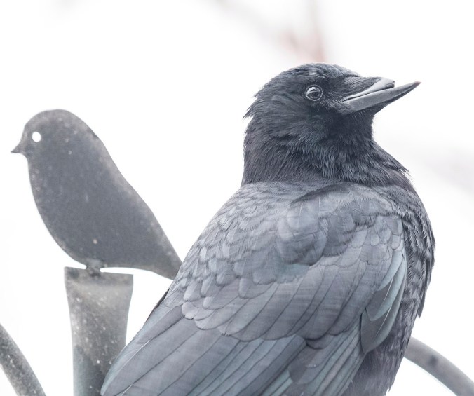 In Memory of George | The Urban Nature Enthusiast