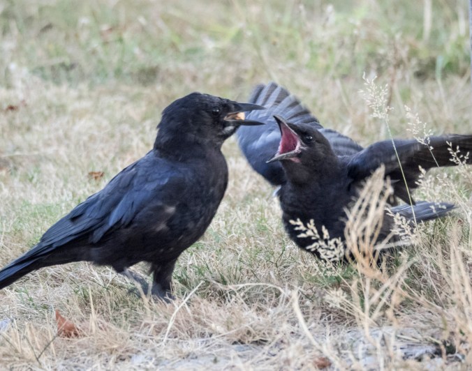 Dishevelled Crows | The Urban Nature Enthusiast