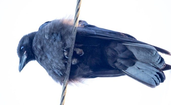 Dishevelled Crows | The Urban Nature Enthusiast