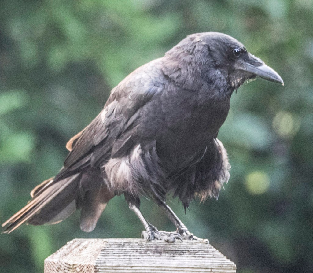 Dishevelled Crows | The Urban Nature Enthusiast