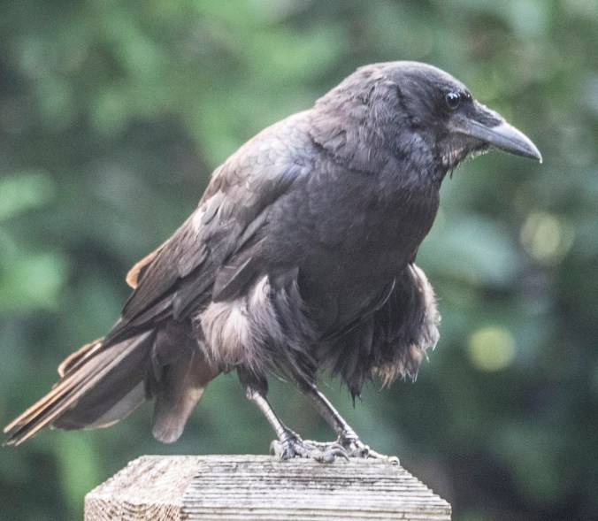 Dishevelled Crows | The Urban Nature Enthusiast