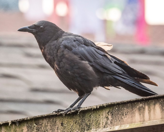 Dishevelled Crows | The Urban Nature Enthusiast