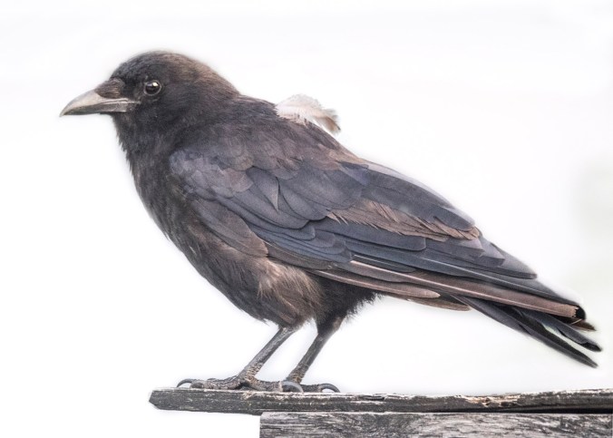 Dishevelled Crows | The Urban Nature Enthusiast