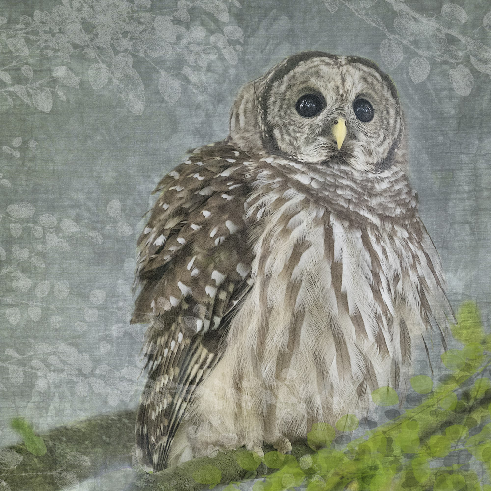 Owl Wrestling | The Urban Nature Enthusiast