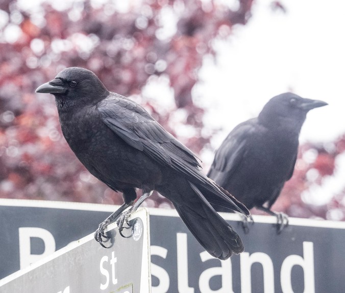 crow social life | The Urban Nature Enthusiast