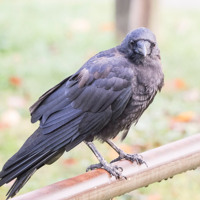 crow social life | The Urban Nature Enthusiast