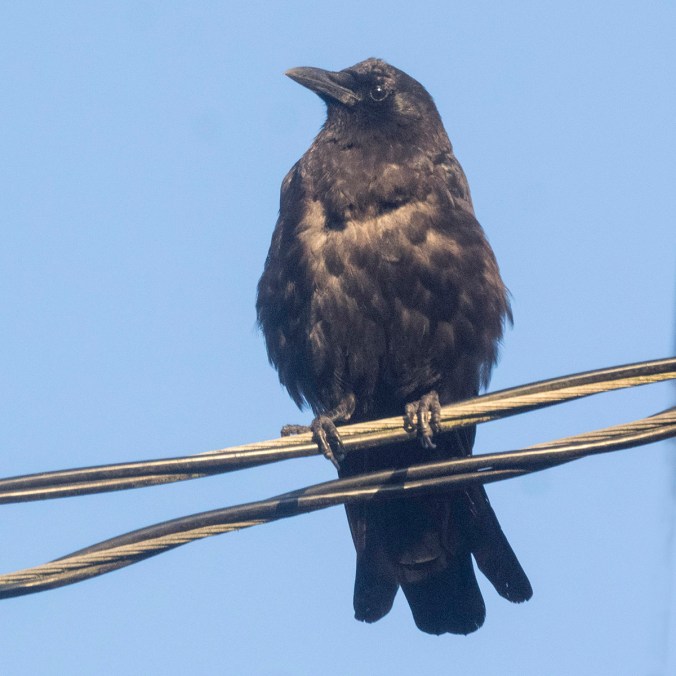 crow social life | The Urban Nature Enthusiast