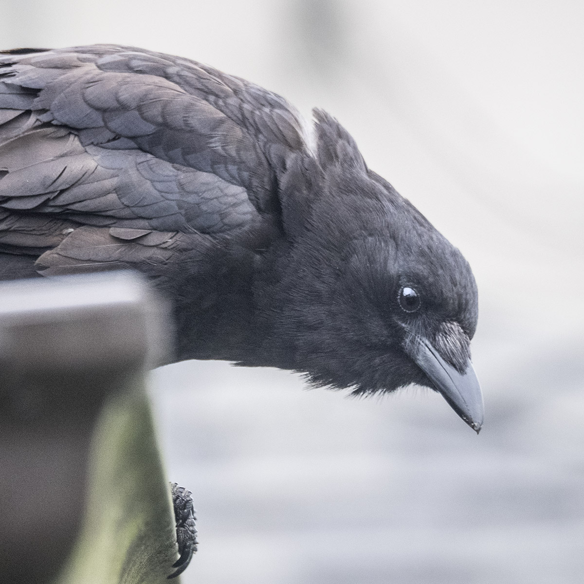 crow social life | The Urban Nature Enthusiast