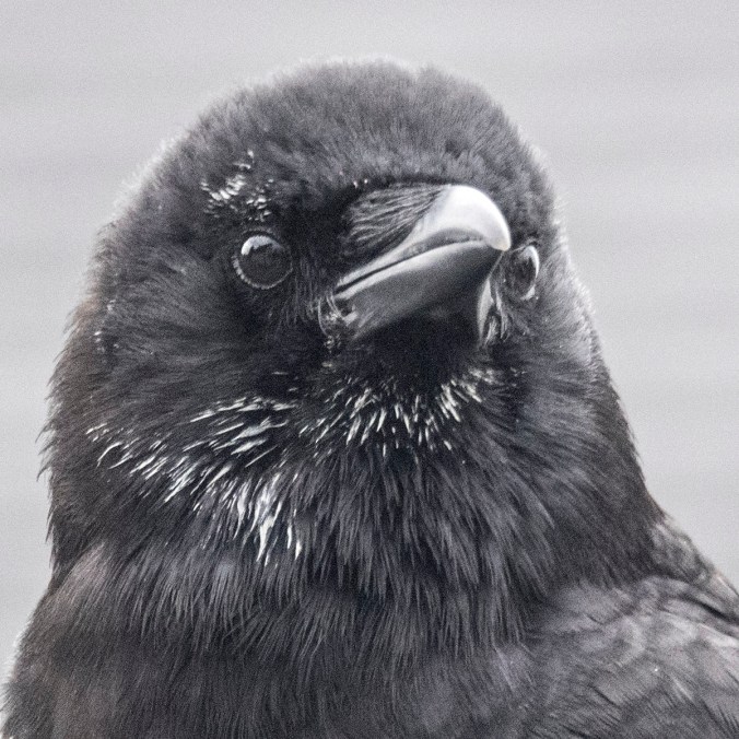 crow social life | The Urban Nature Enthusiast