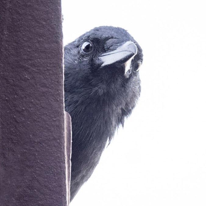 crow social life | The Urban Nature Enthusiast