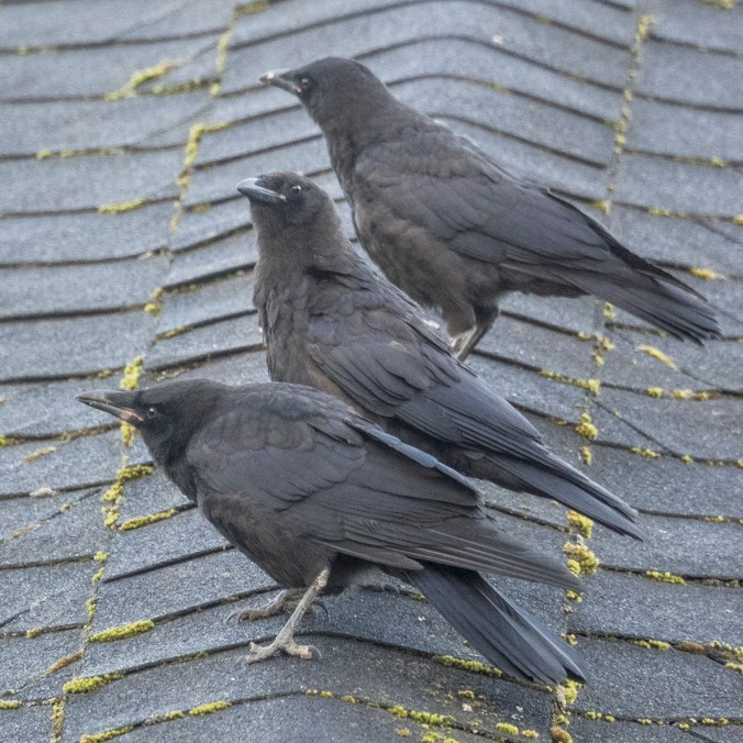 crow social life | The Urban Nature Enthusiast