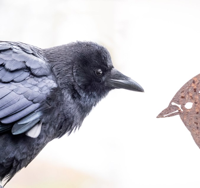 Crow Gossip | The Urban Nature Enthusiast