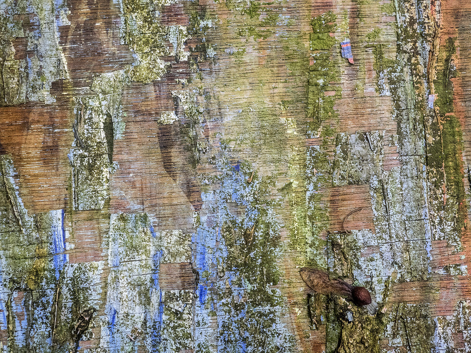 Collecting Hidden Beauty | The Urban Nature Enthusiast