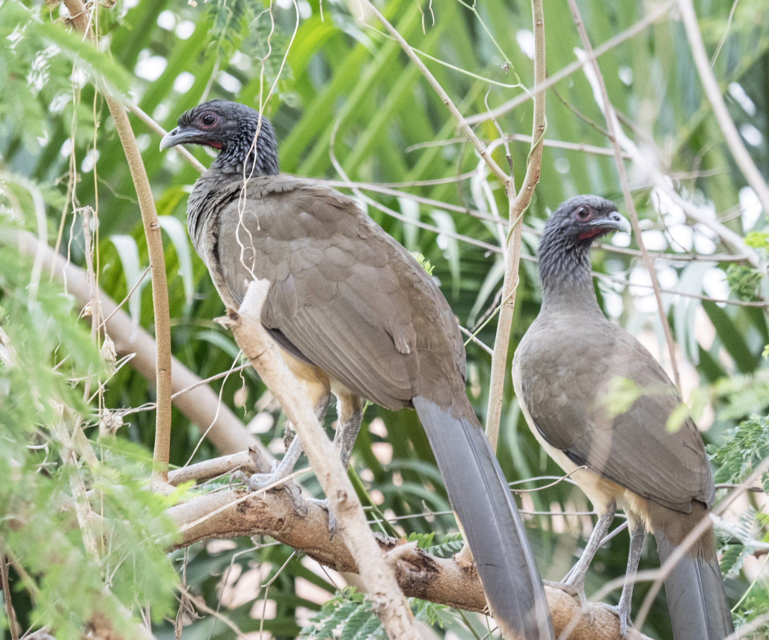Chachalacas | The Urban Nature Enthusiast