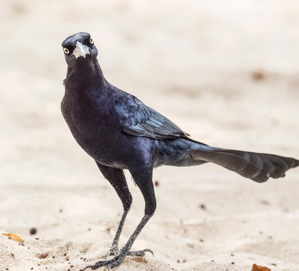 grackle intelligence | The Urban Nature Enthusiast